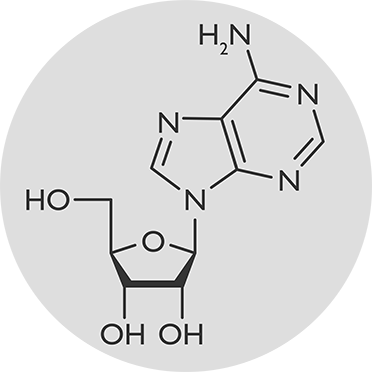 Adenosine | Glossary | Peter Thomas Roth
