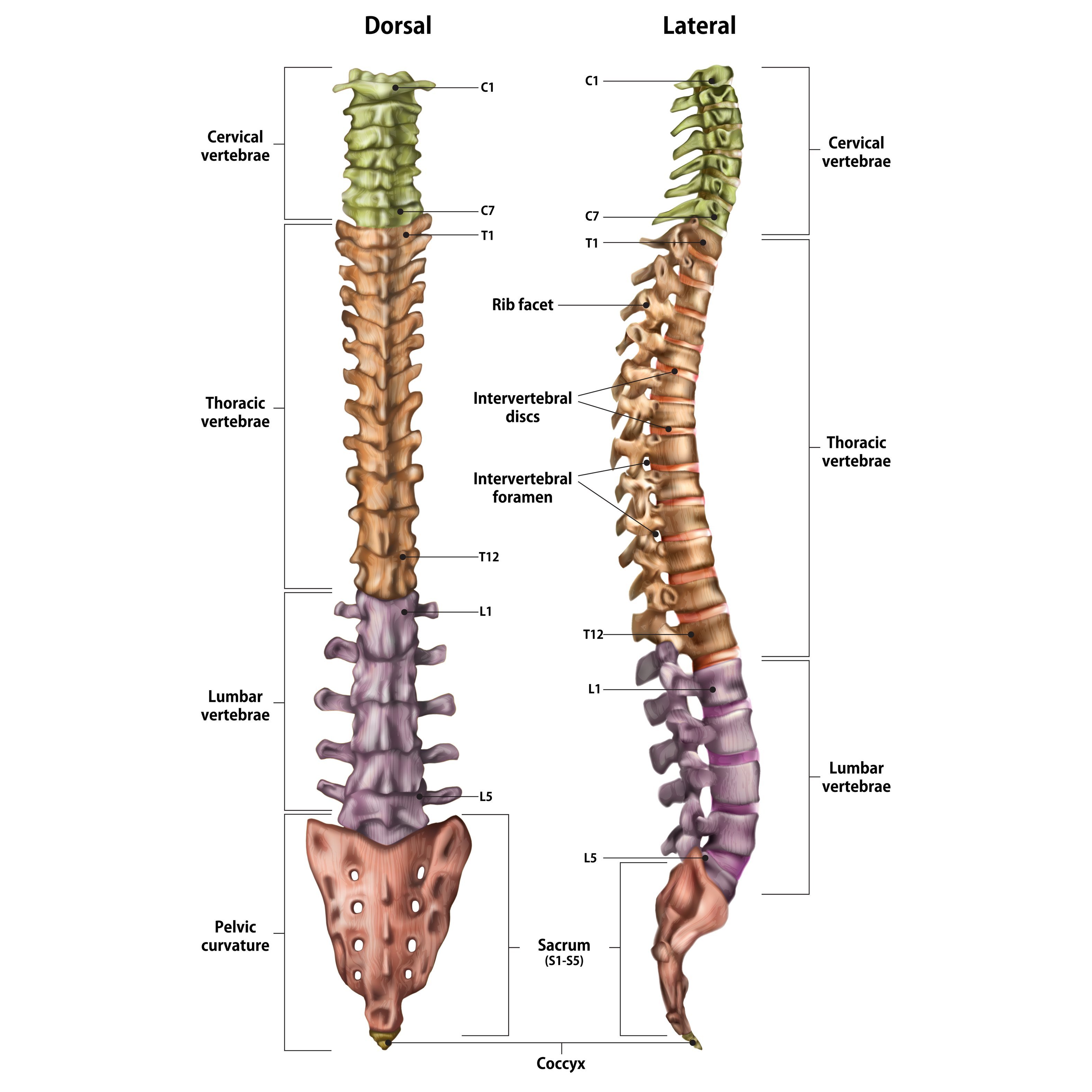 Lower Muscles Of Back Anatomy And Low Back Pain 2023 Lower Muscles Of Back Anatomy And Low Back Pain 2023