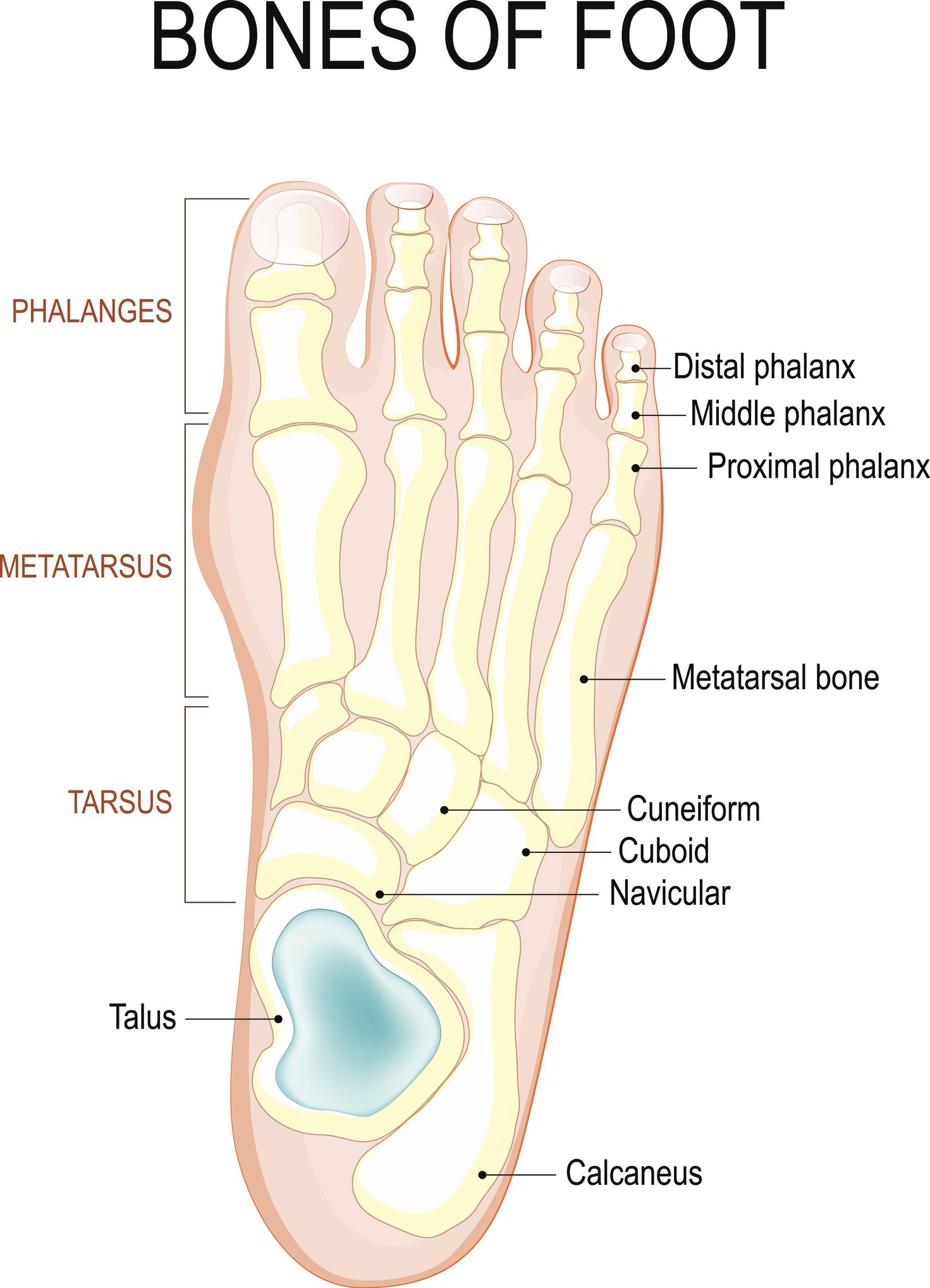 What Is Turf Toe What Is Turf Toe