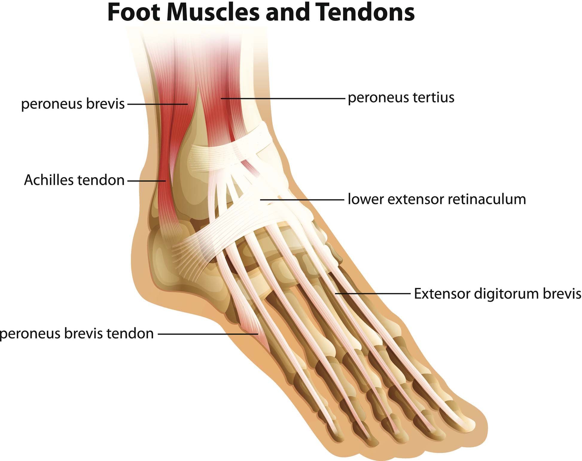 Top 8 Top Foot Torn Ligament In Foot 2022
