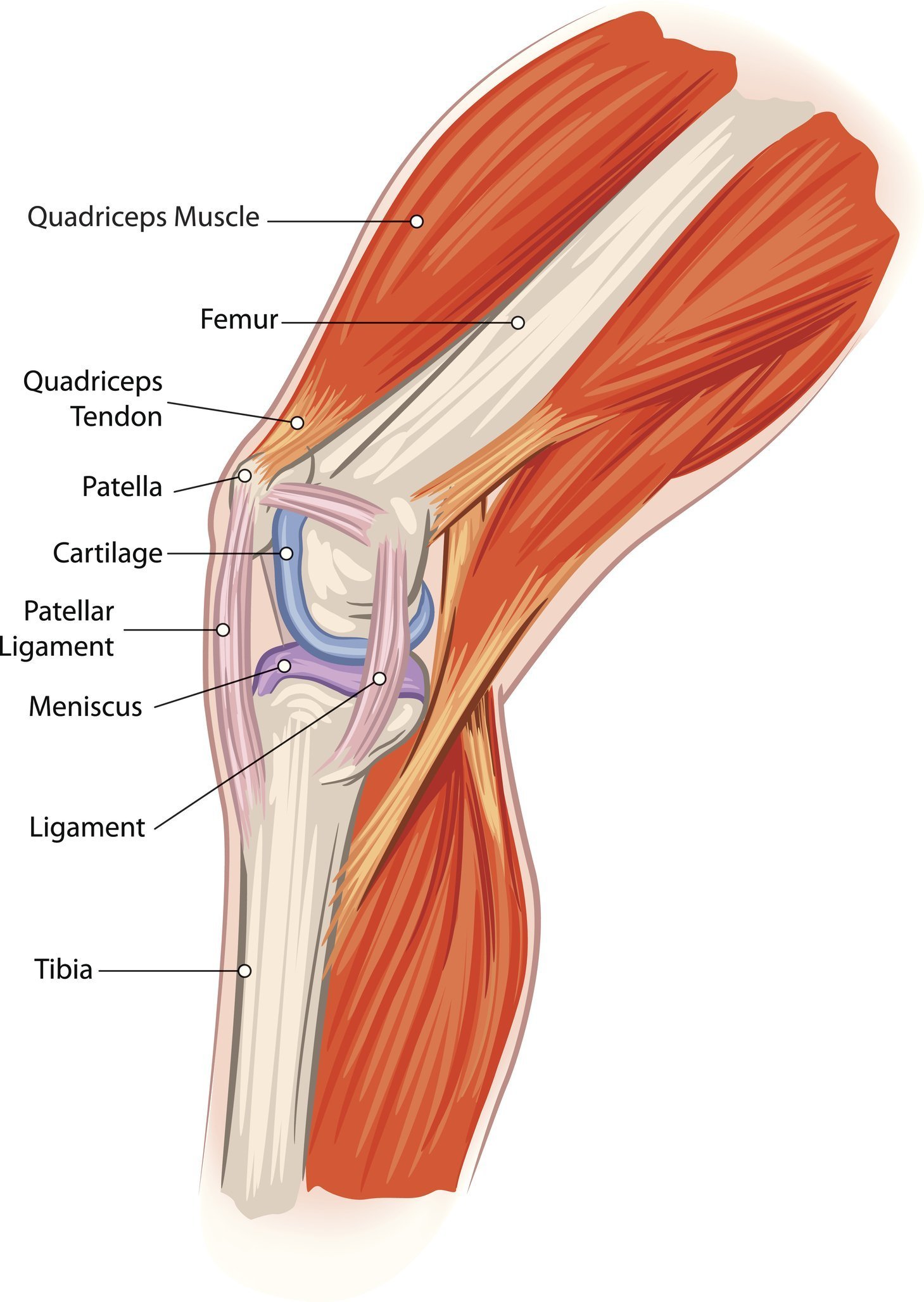 Knee Capsule Strains Knee Capsule Strains