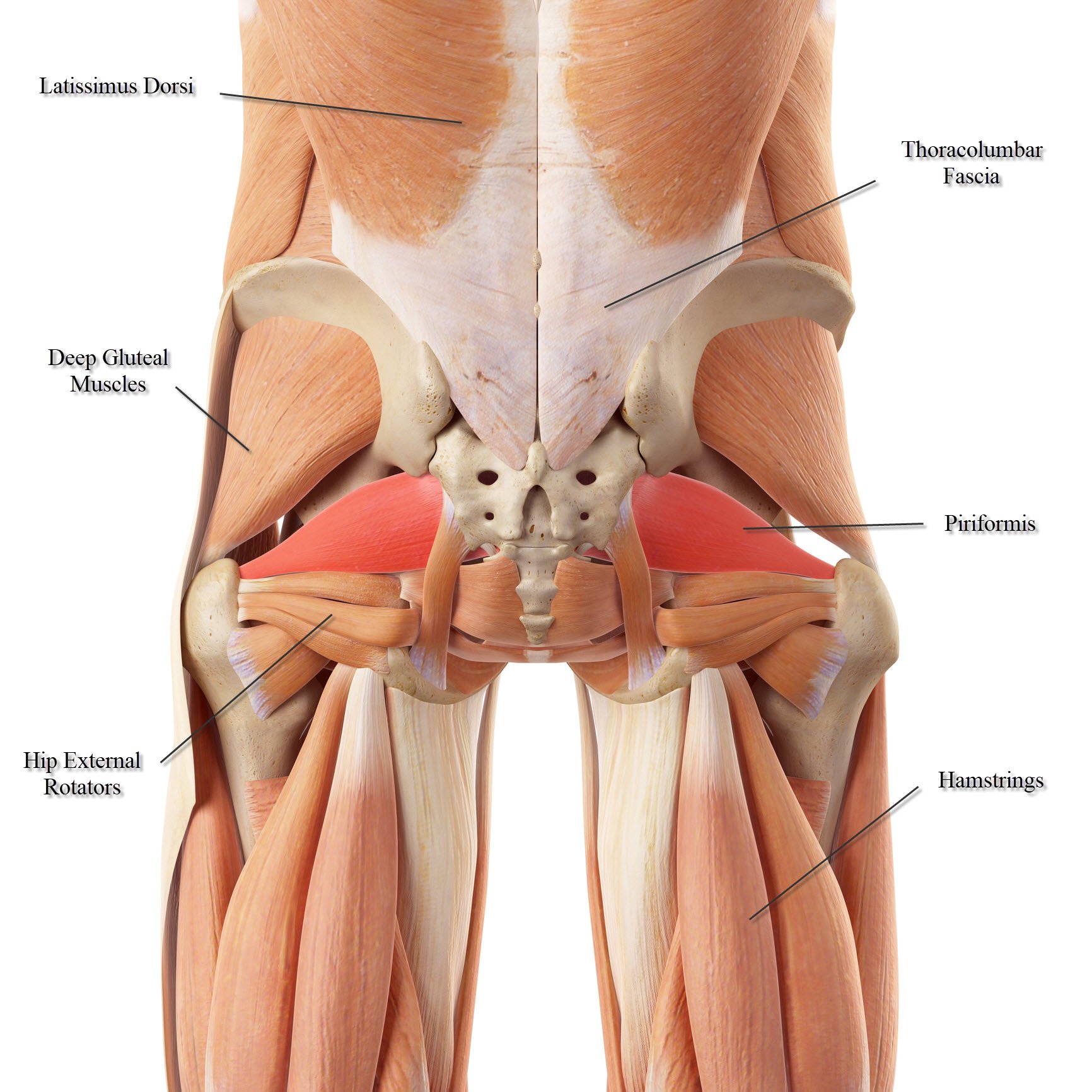 Lower Back Muscle Anatomy And Low Back Pain Lower Back Muscle Anatomy And Low Back Pain