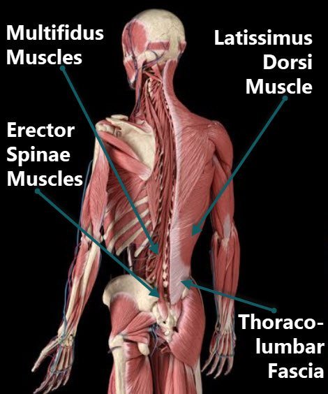 Lower Muscles Of Back Anatomy And Low Back Pain 2022 Lower Muscles Of Back Anatomy And Low Back Pain 2022