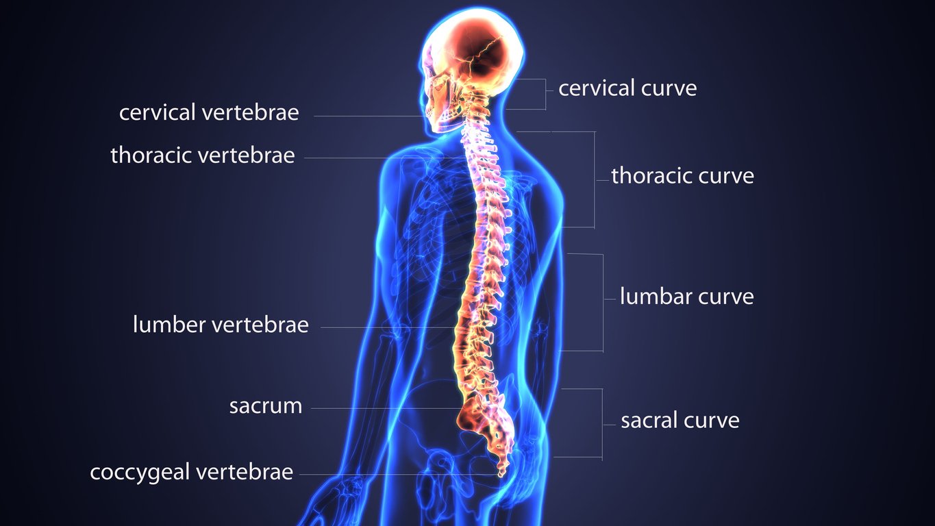 Anatomy Pictures Of Lower Back And Hip Bones Of The Pelvis And Lower Anatomy Pictures Of Lower Back And Hip Bones Of The Pelvis And Lower